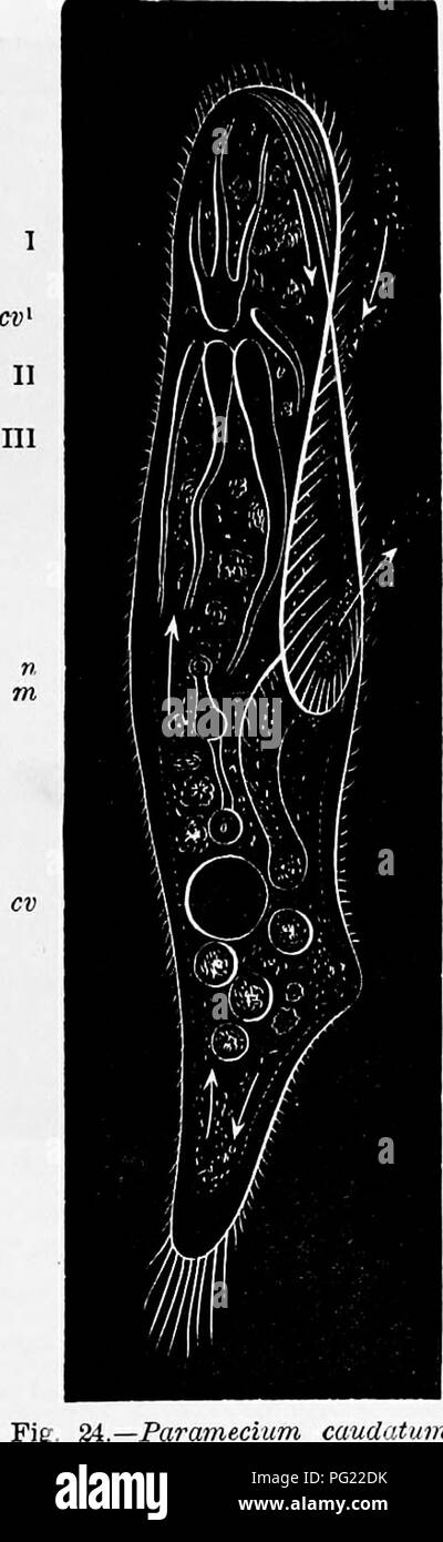 The Acineta is a type of giliate infusorian that captures prey using ...