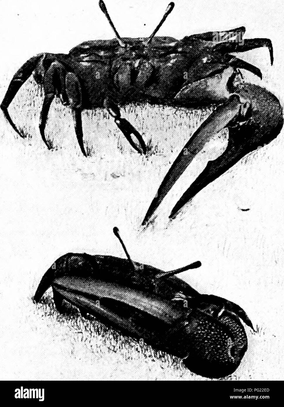 Soldier crabs australia Black and White Stock Photos & Images - Alamy