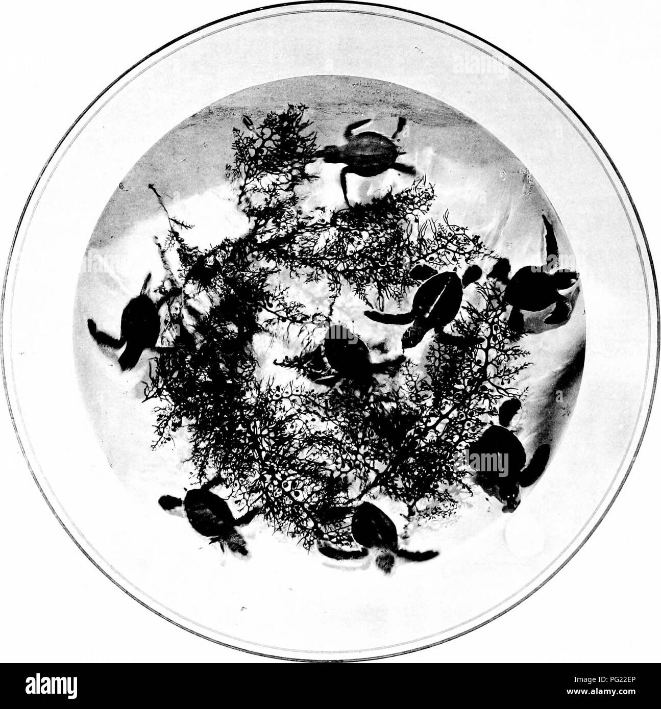 This work by William Saville Kent explores Australian wildlife ...