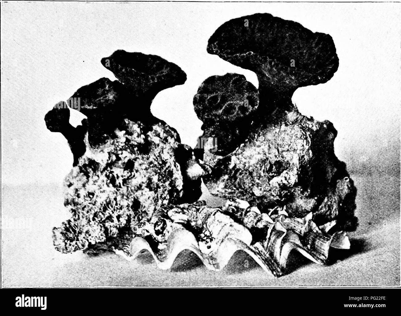 Foliaceous coral hi-res stock photography and images - Alamy