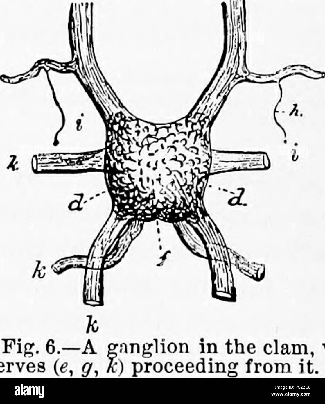 This zoology textbook provides an introduction to the study of blood ...