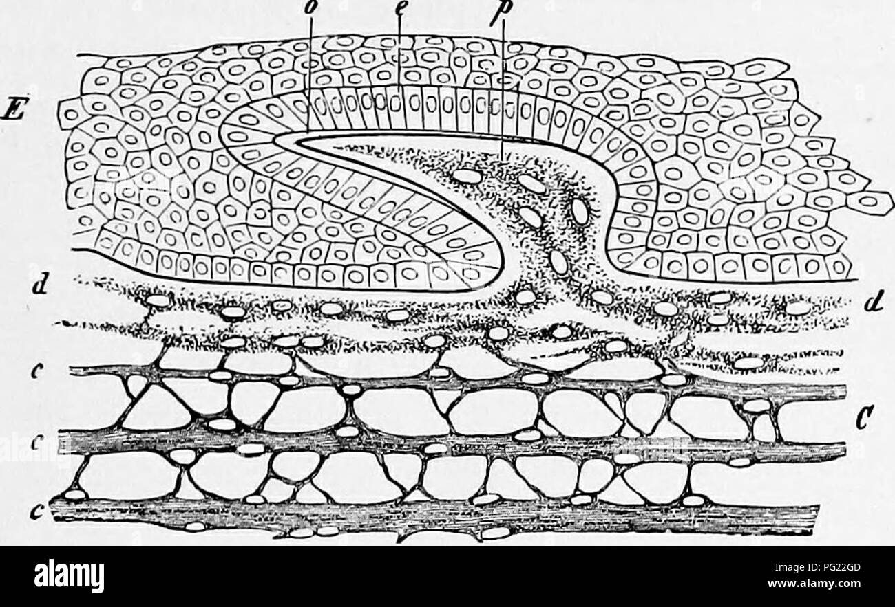 Animal Epithelial Tissue Drawing