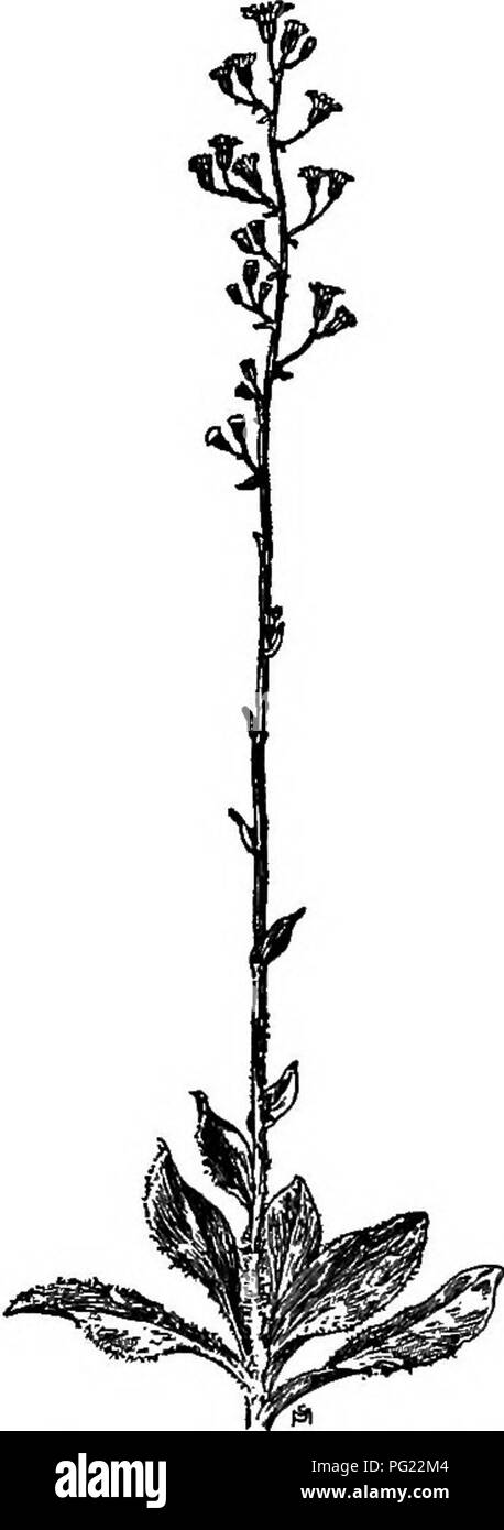 Basal branching hi-res stock photography and images - Alamy