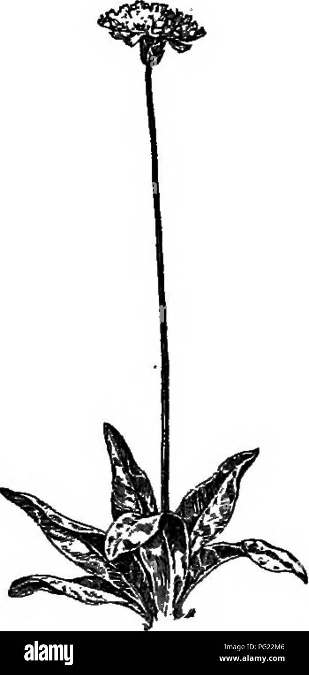 This manual of weeds covers the *Hieracium Pilosilla*, commonly known ...