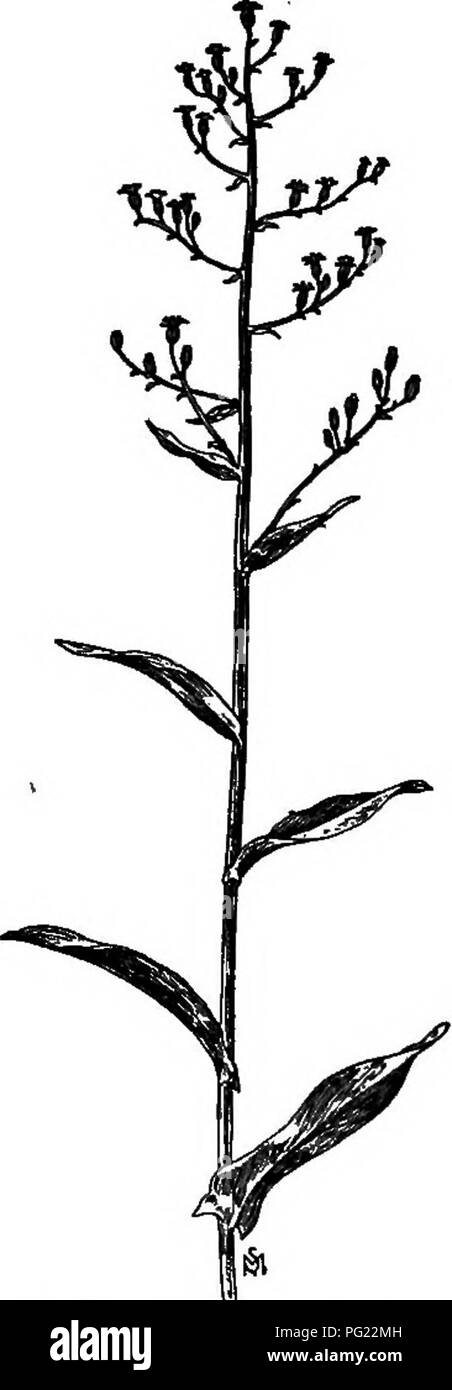 Terminal panicle hi-res stock photography and images - Alamy