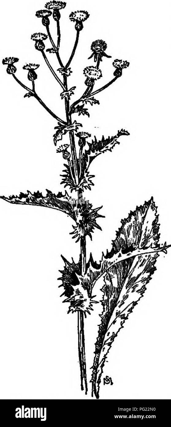 This manual provides detailed descriptions of the most invasive and ...