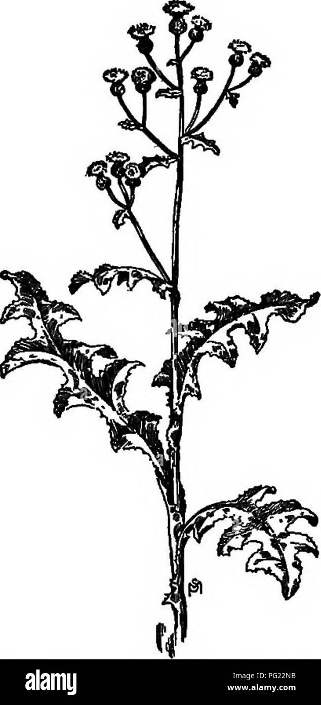 Corymbose clusters hi-res stock photography and images - Alamy