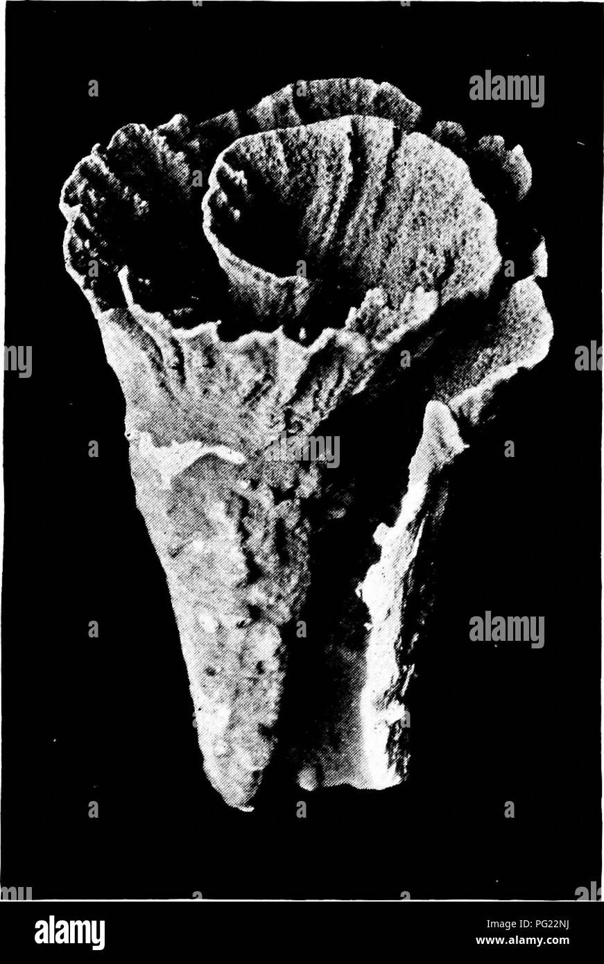 This image illustrates *Montipora acemata*, a coral species noted for ...