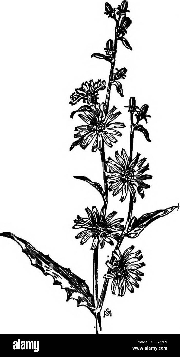 Pernicious weeds hi-res stock photography and images - Alamy