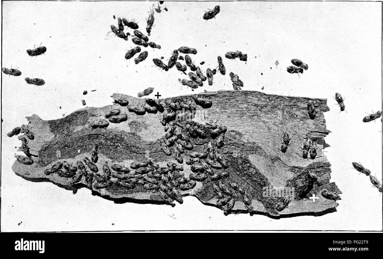 An illustration from the natural history observations of Australian ...