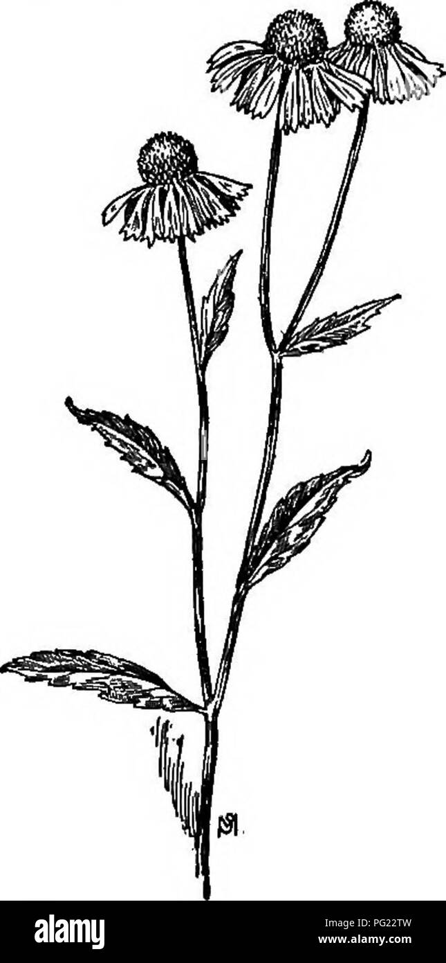 Beneficent Clipart Flower