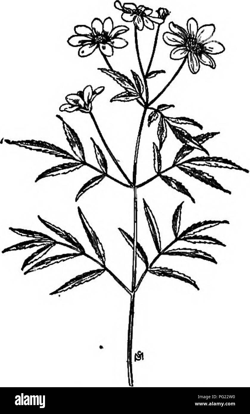 Weeds plants gardens Black and White Stock Photos & Images - Alamy