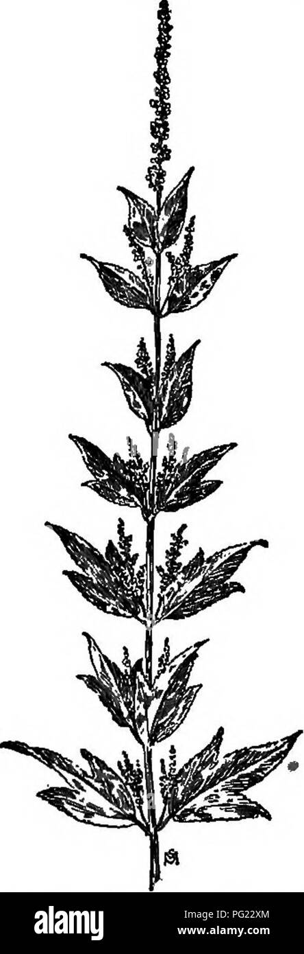 Giant Ragweed Control