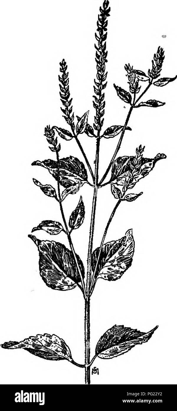 Herbicide weeds Black and White Stock Photos & Images - Alamy