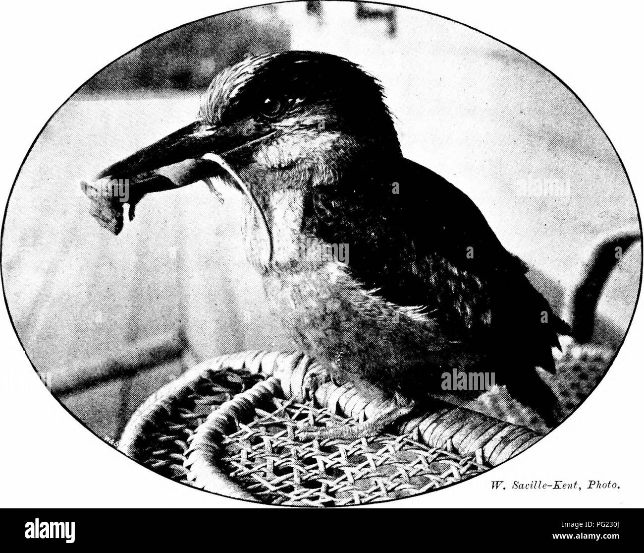 This image depicts the 'Laughing Jackass,' Dacelo gigax, a large bird ...