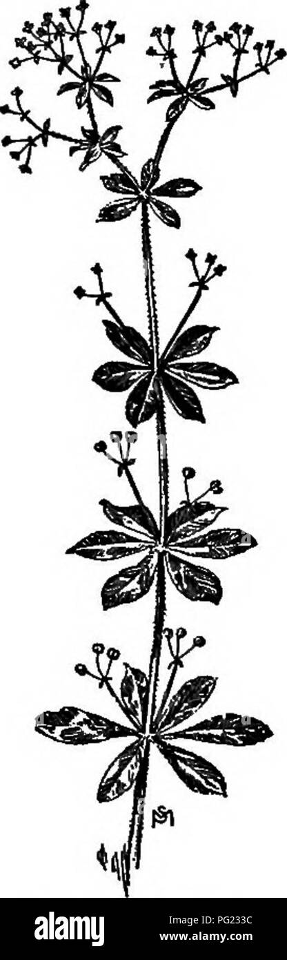 A comprehensive guide to identifying and controlling weeds in the ...