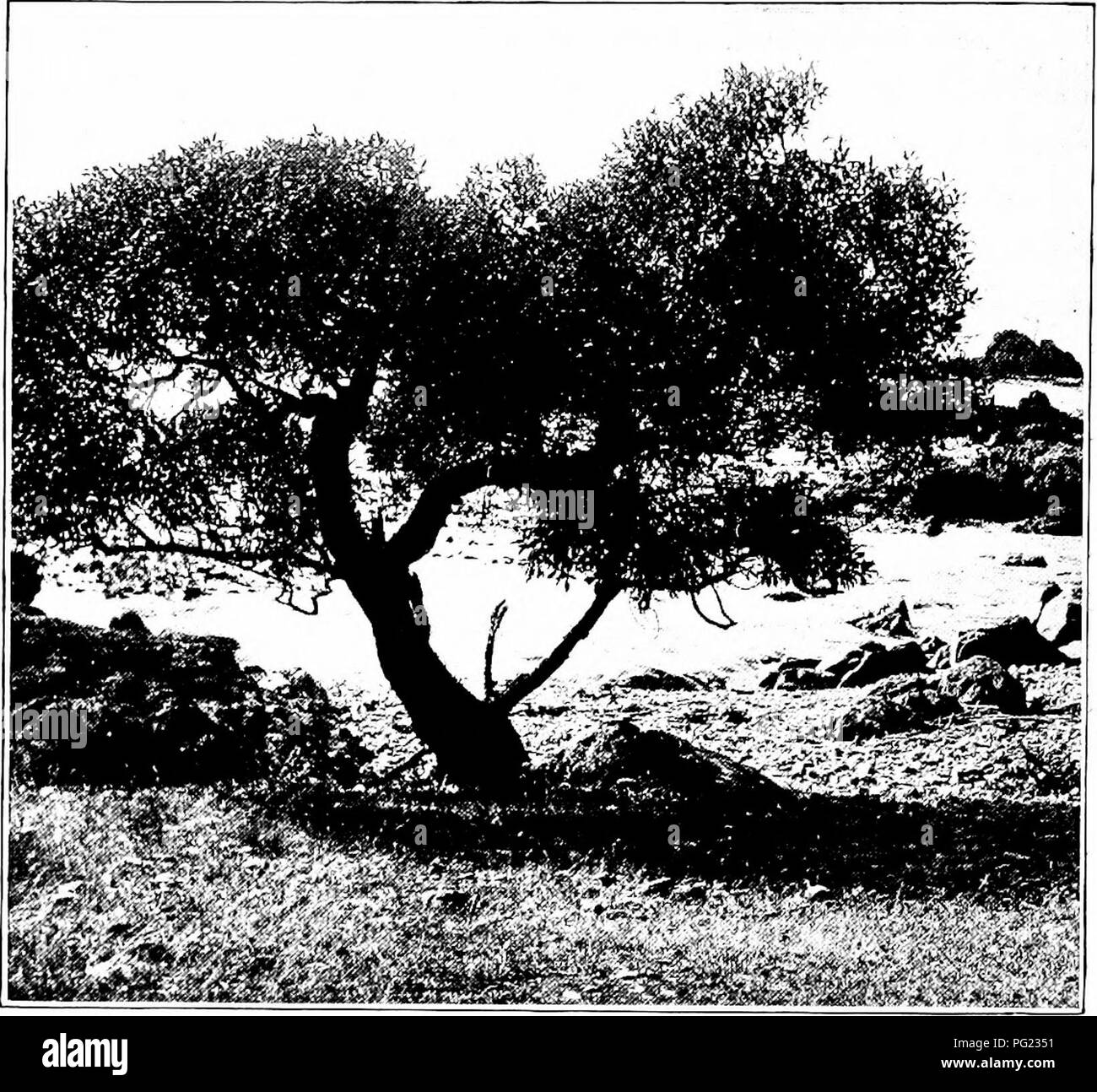 Greel leaves hi-res stock photography and images - Alamy