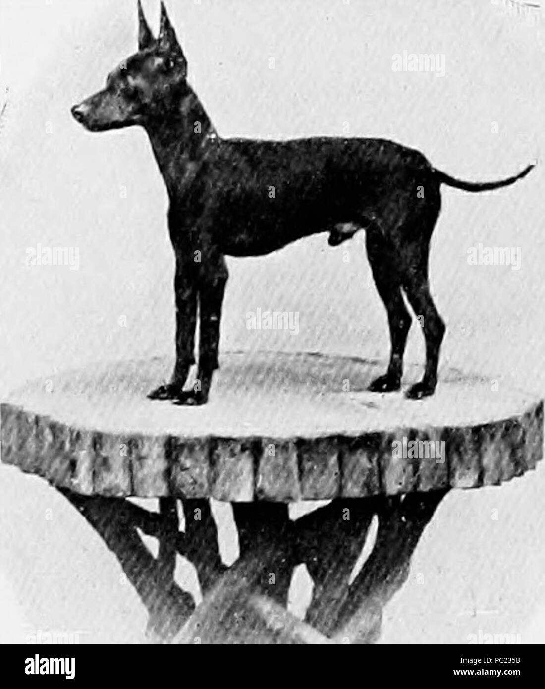 Who Owned The First Dog