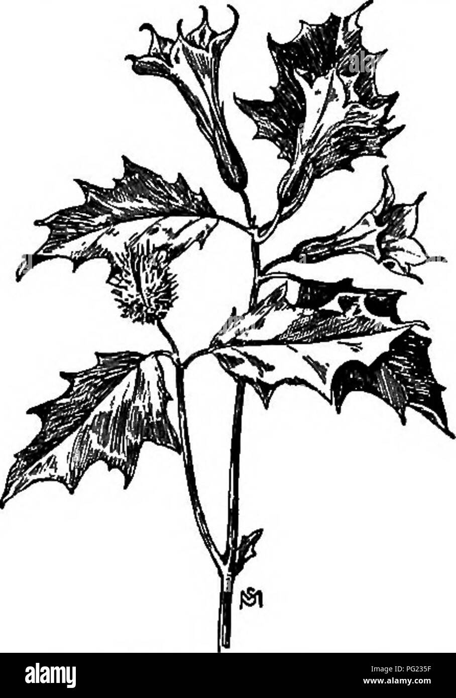 Stinkweed hi-res stock photography and images - Alamy