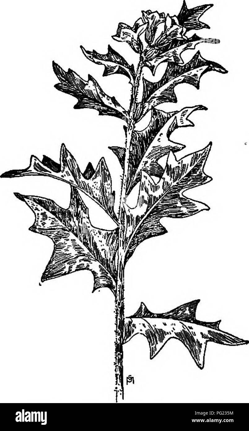 Evil weed hi-res stock photography and images - Alamy