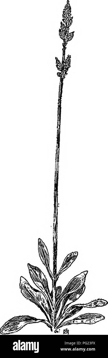 Subtended hi-res stock photography and images - Alamy