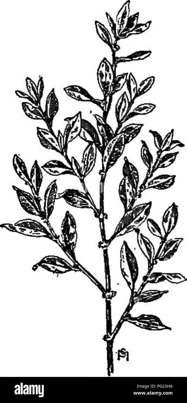 This manual describes various weeds in the United States and Canada ...