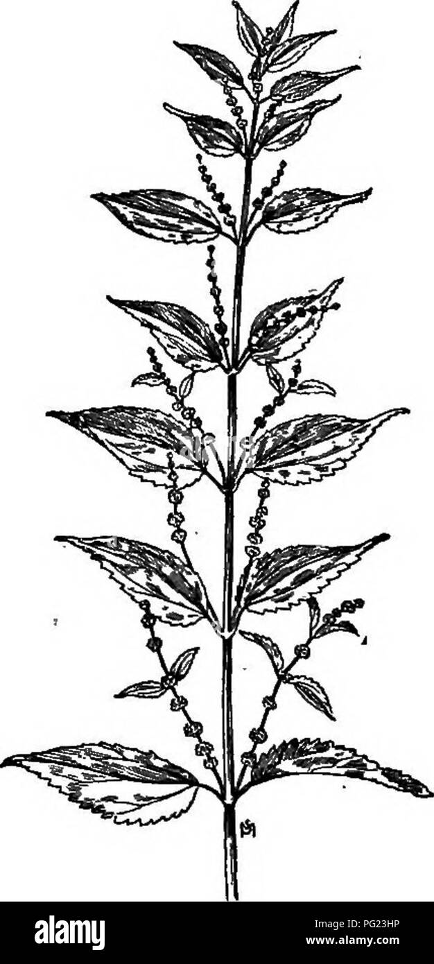 False nettle hi-res stock photography and images - Alamy