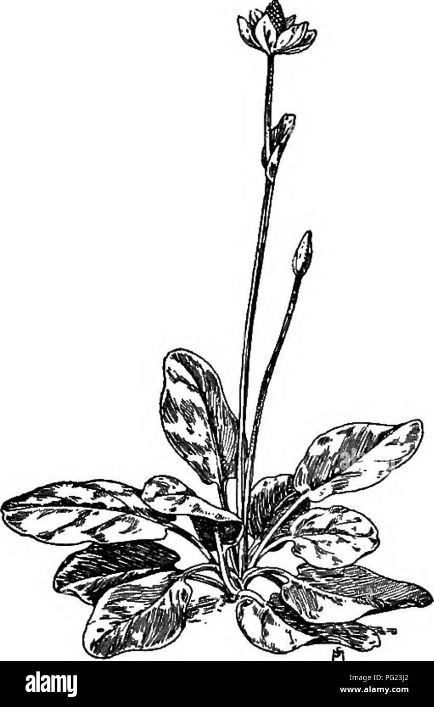 The illustration focuses on the Saururaceae family, specifically Yerba ...