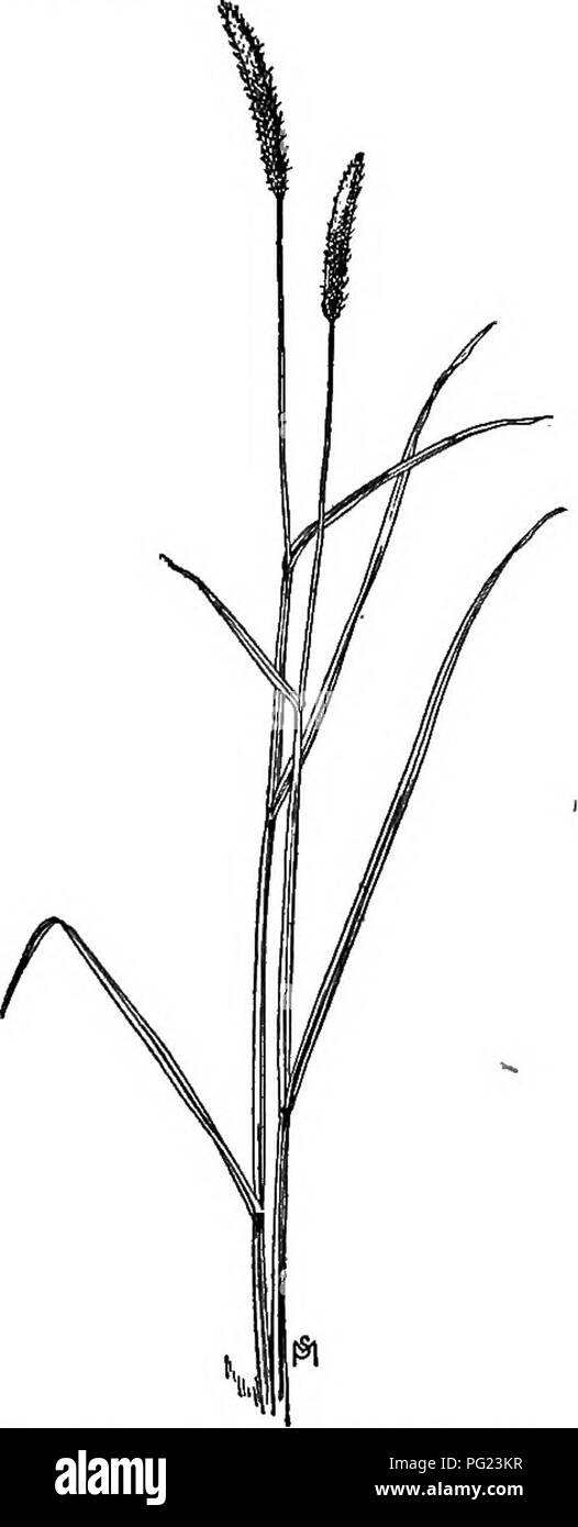 Marsh foxtail Black and White Stock Photos & Images - Alamy