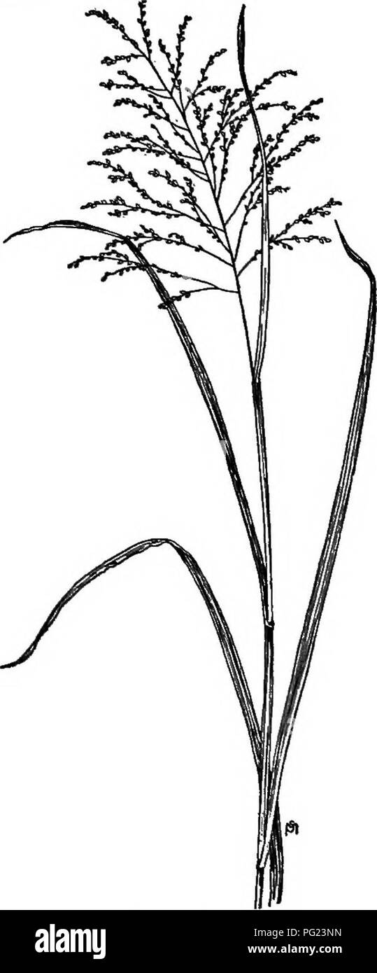 Native grass nebraska hi-res stock photography and images - Alamy