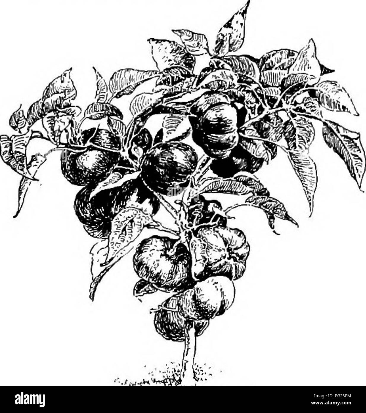 This gardening manual discusses the differences between smooth and ...