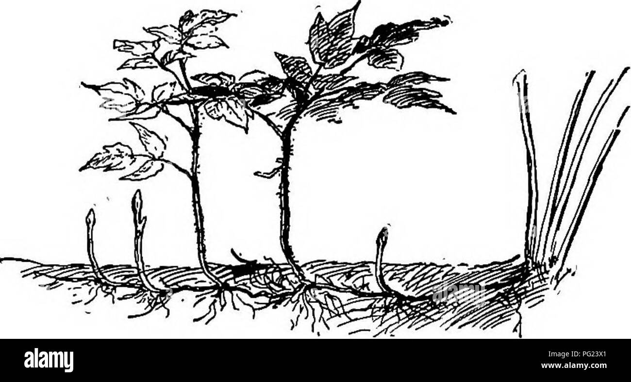 Rooting strawberry plants Black and White Stock Photos & Images - Alamy