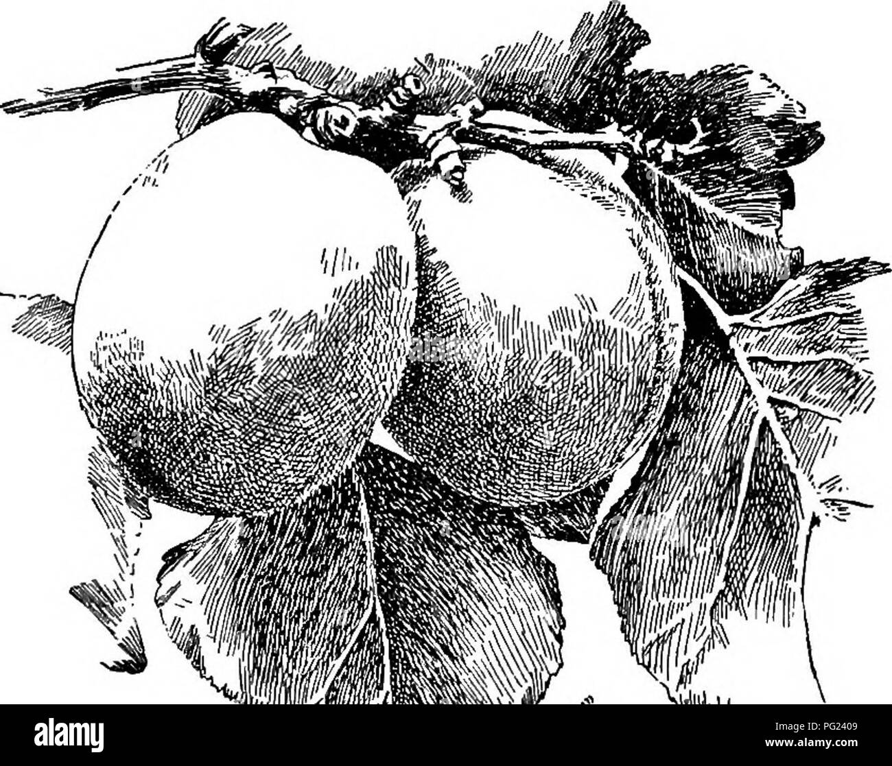 Hardier varieties hi-res stock photography and images - Alamy