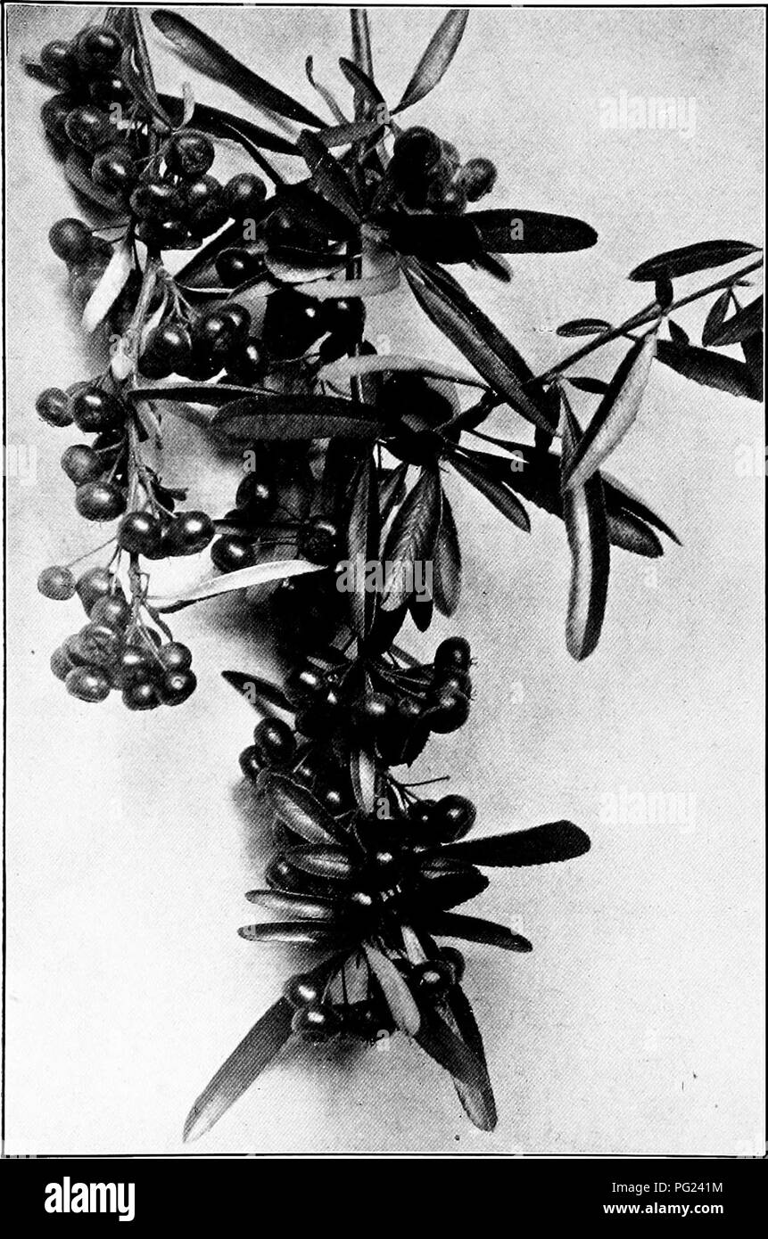 Pyracantha fruits Black and White Stock Photos & Images - Alamy