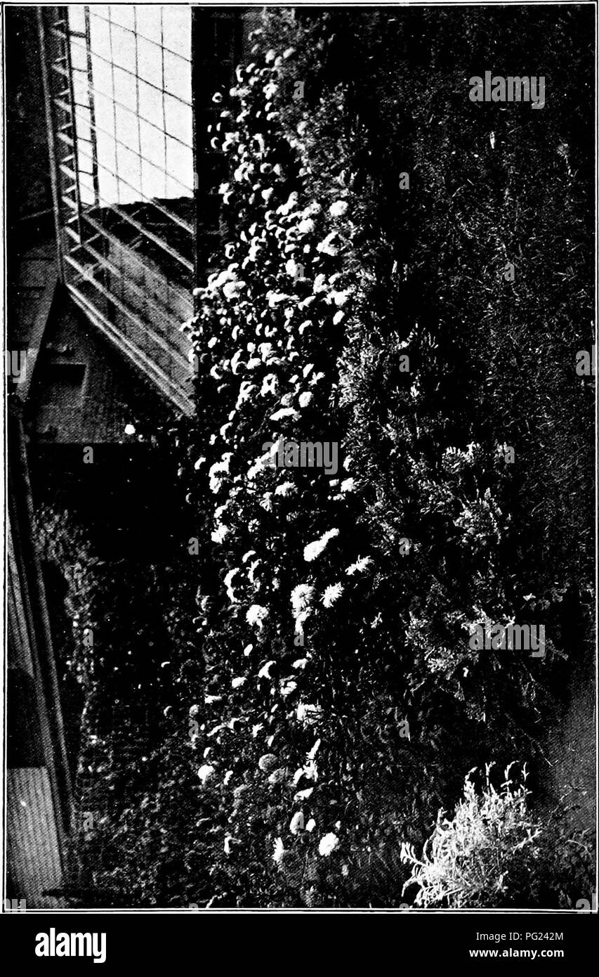 L. H. Bailey's 'Manual of Gardening' provides practical advice on ...