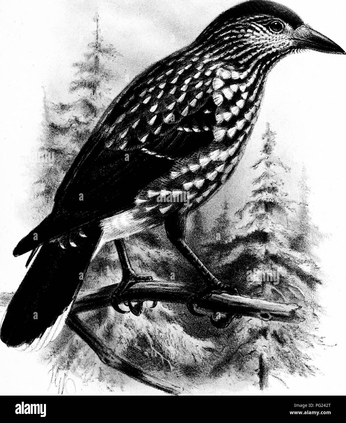 The Nutcracker, depicted in 'The Birds of Sussex', is part of a ...