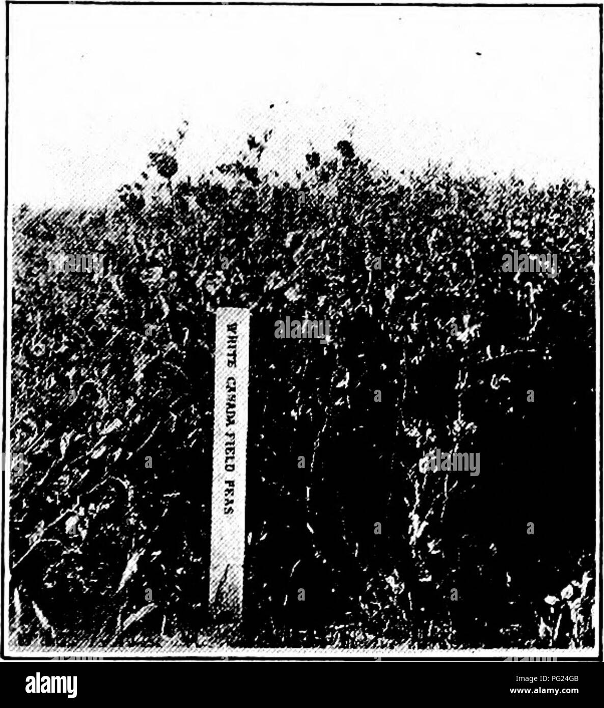 Field pea (Pisum sativum) is a summer annual native to Canada, commonly ...