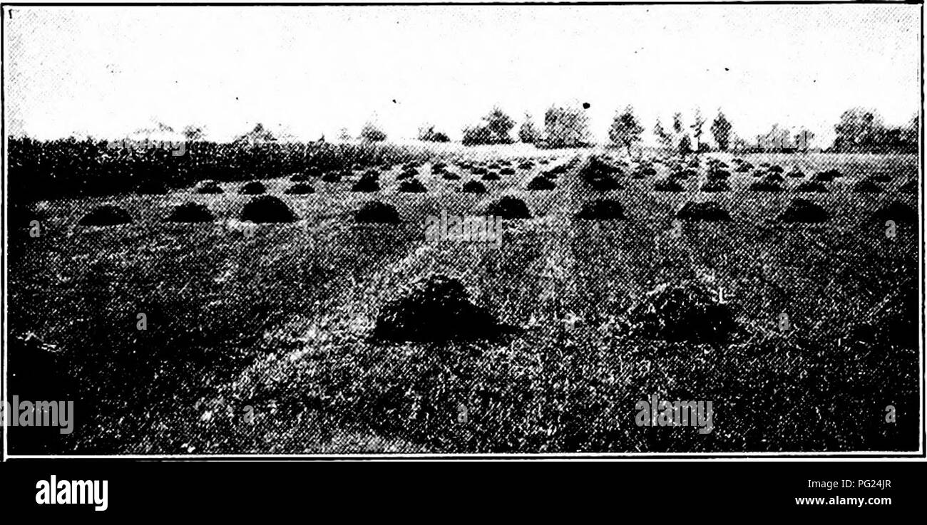 This textbook discusses field crop production, focusing on clover ...