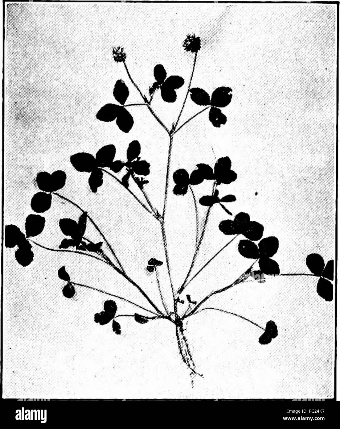 Swedish clover hi-res stock photography and images - Alamy