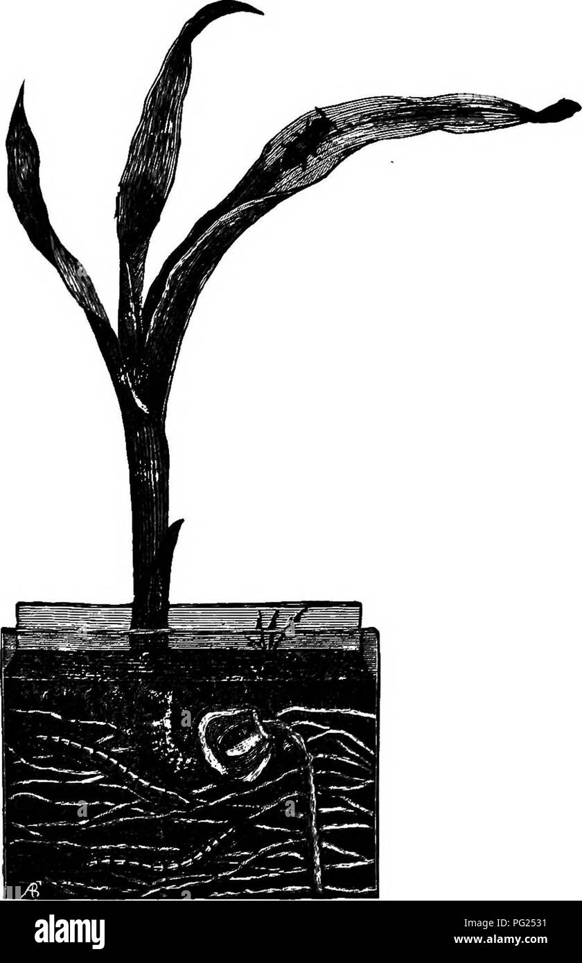 Root cage hi-res stock photography and images - Alamy