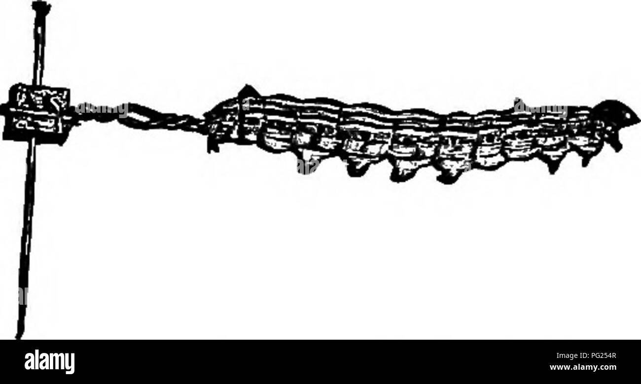 A guide to preserving insect specimens for nature study, with detailed ...