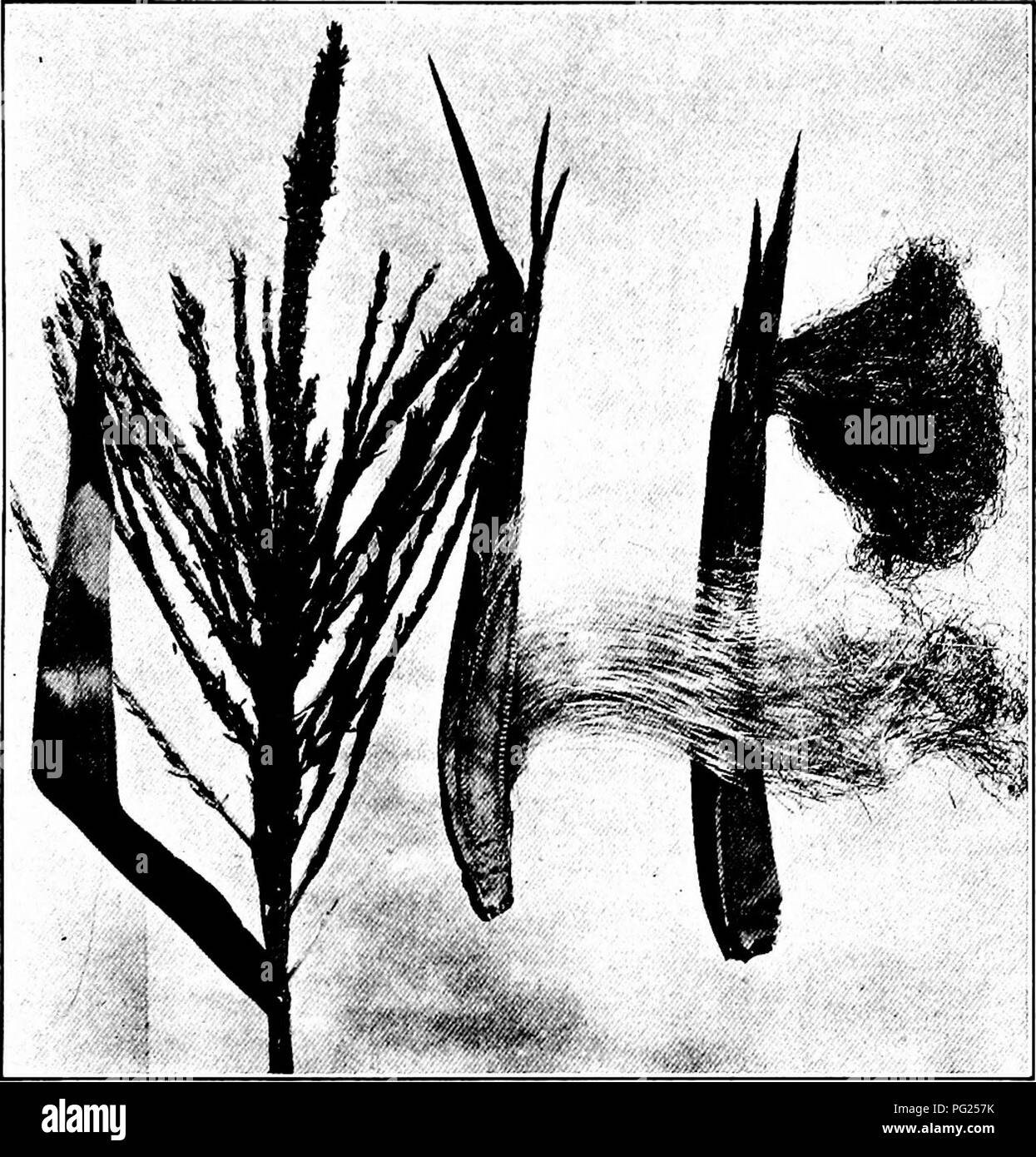 This educational textbook provides a detailed overview of field crop ...