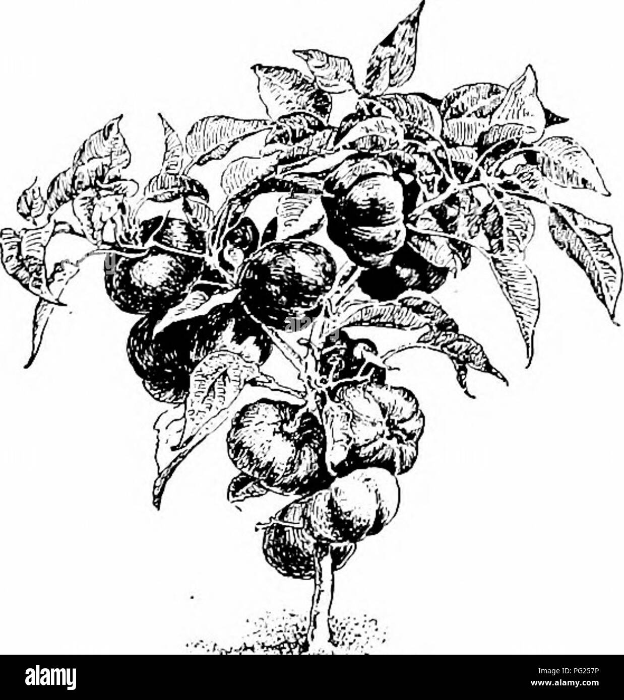 Dwarf pepper Black and White Stock Photos & Images - Alamy