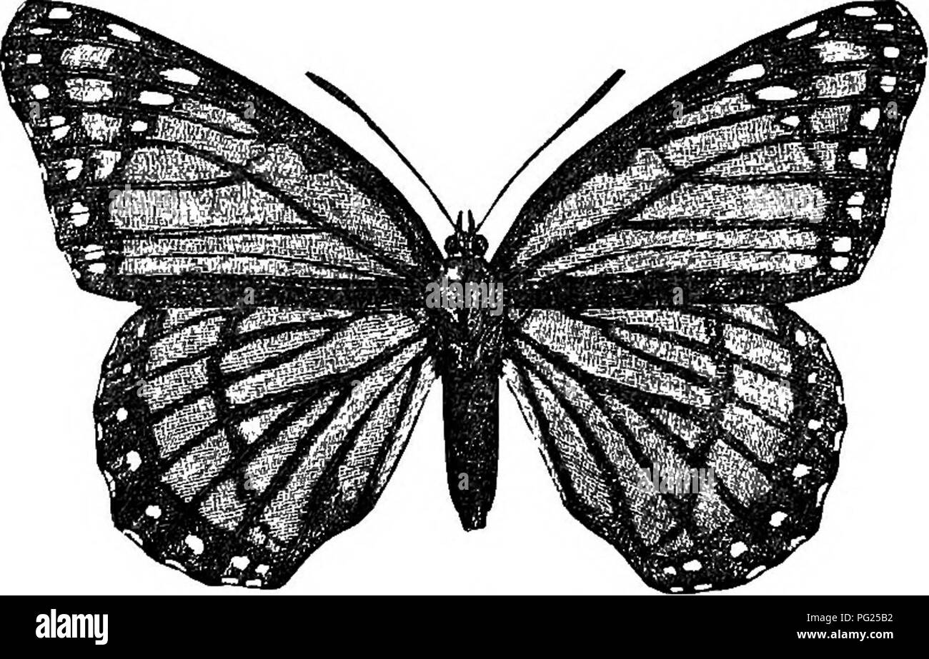 This introduction to entomology focuses on common insects such as the ...