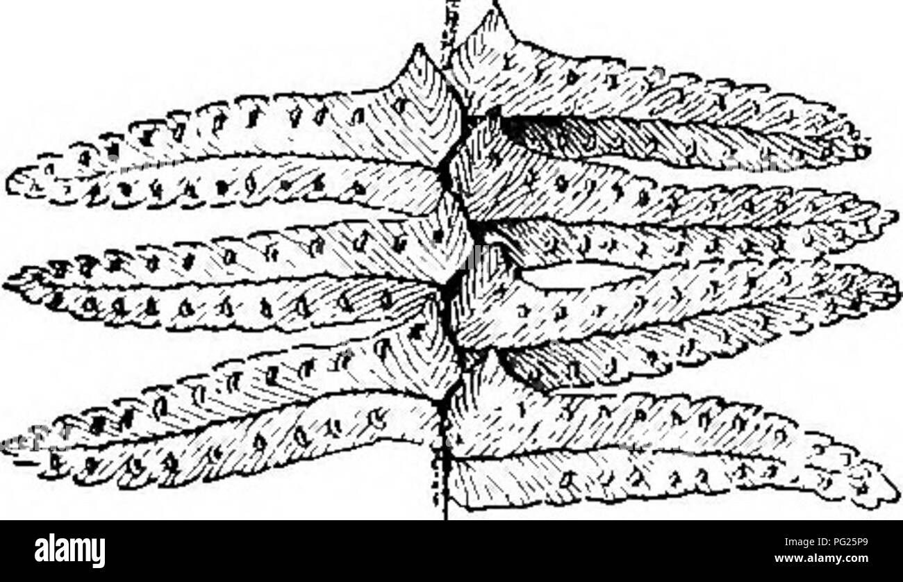 This image from *Beginners' Botany* explains the structure and function ...