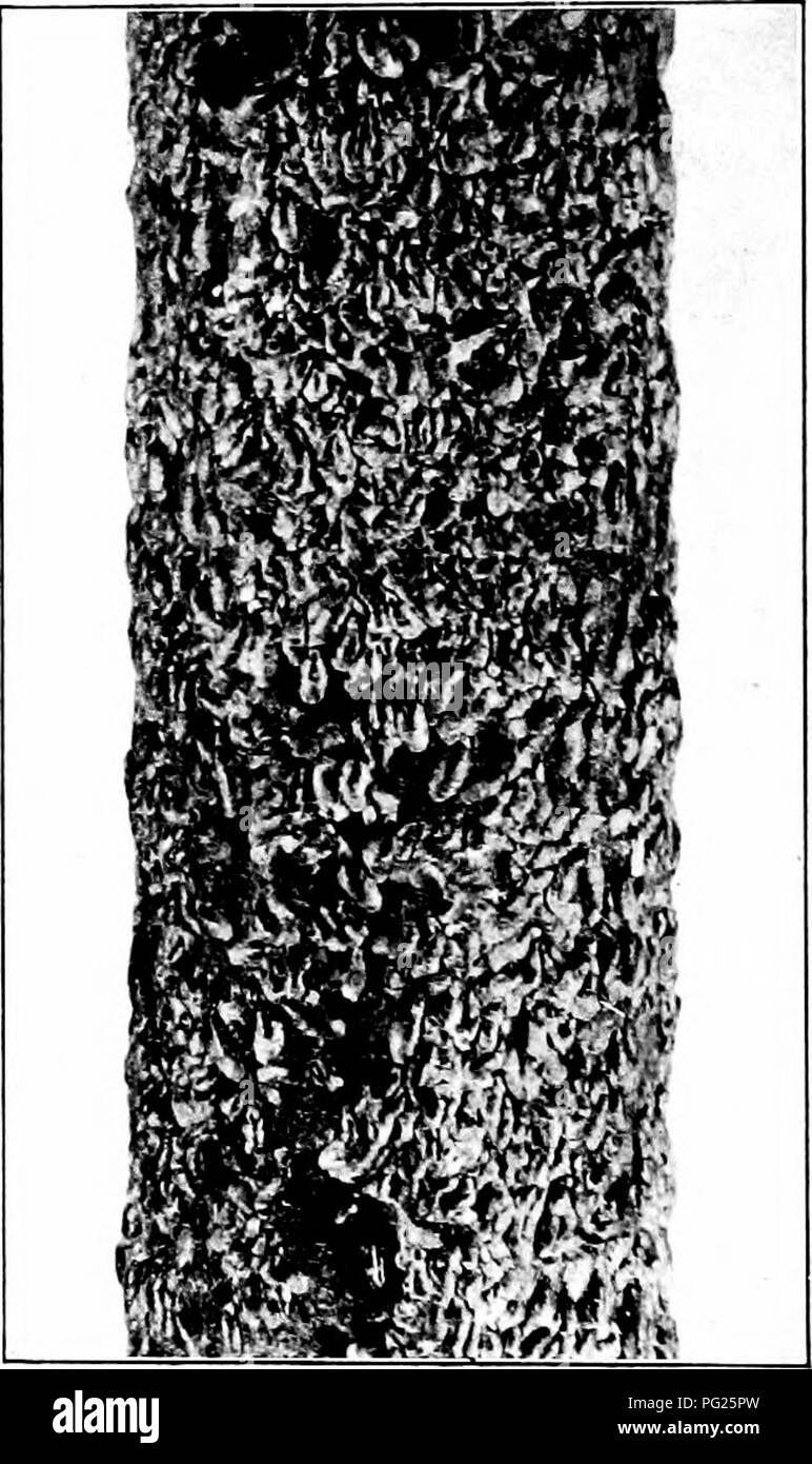 This book provides guidance on identifying and managing orchard pests ...