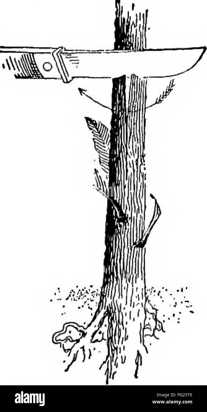 A guide to plant propagation, including techniques like shield-budding ...