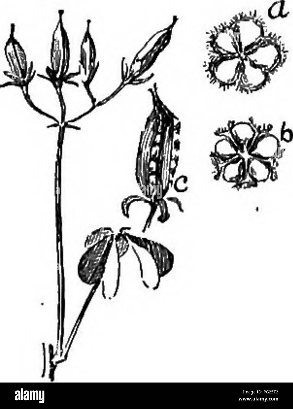 Geranium seeds explosion hi-res stock photography and images - Alamy