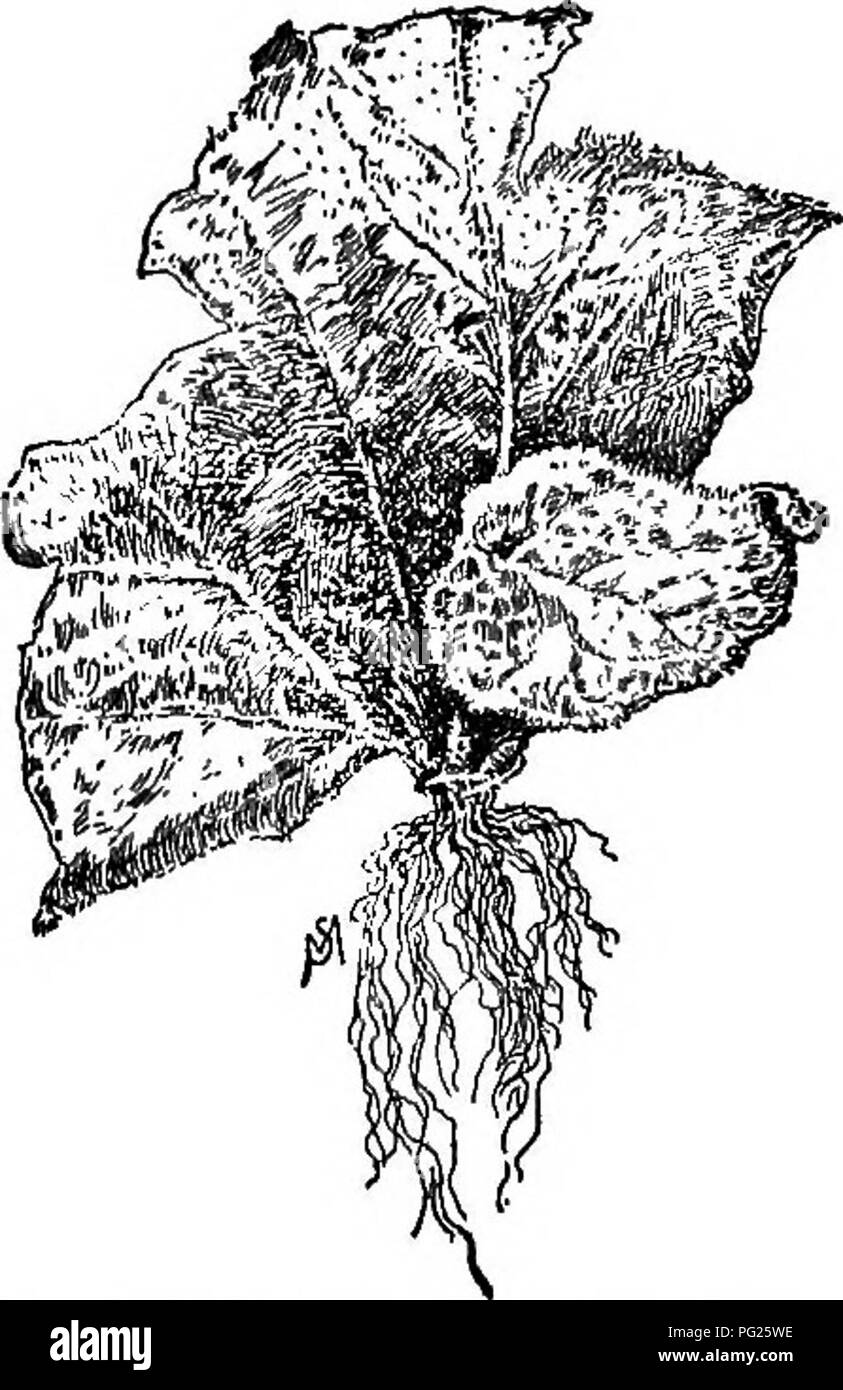 This guide focuses on the propagation of plants through cuttings ...