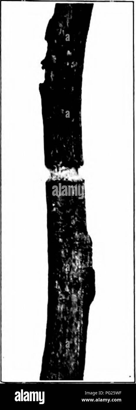 Twig Girdler High Resolution Stock Photography and Images - Alamy